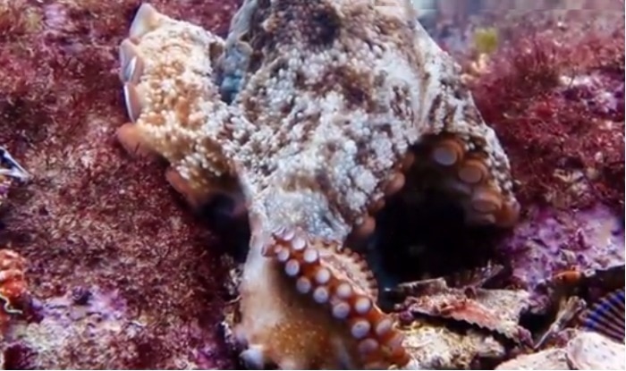 Octlantis is an Underwater City Built by Octopuses: Biologists’ Latest ...