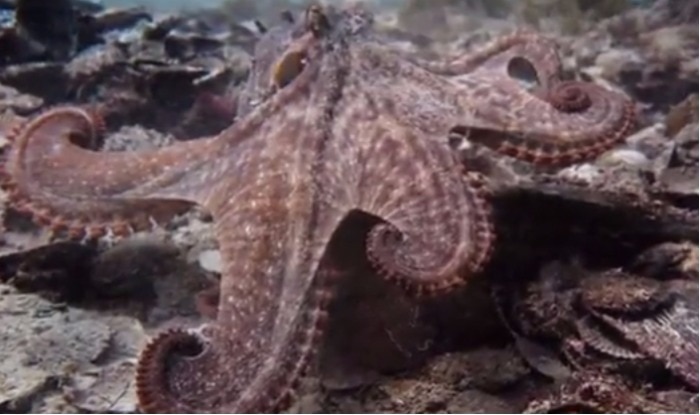 Octlantis is an Underwater City Built by Octopuses: Biologists’ Latest ...