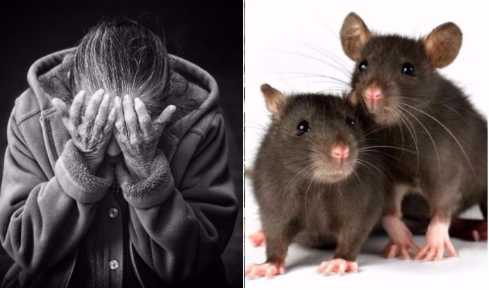Mother-Daughter Keep Rats as Pets to Tackle Loneliness: Read Bizarre ...
