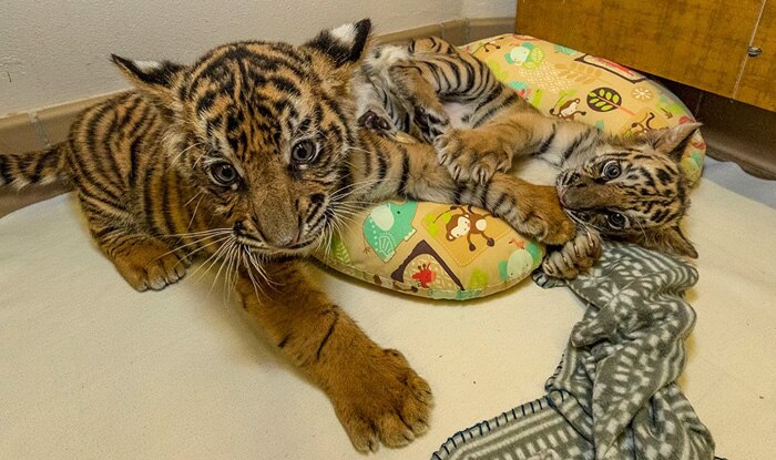 Rescued Bengal Tiger Cub And Sumatran Tiger Cub Bonds At San Diego Zoo ...