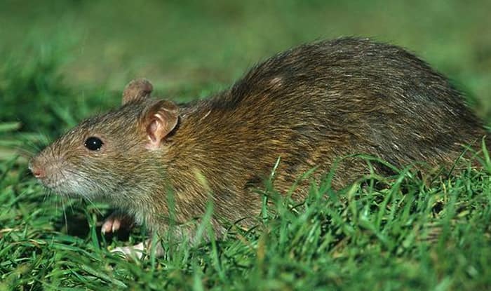 World’s Biggest Rats That Can Break Open Coconuts Discovered in Solomon ...