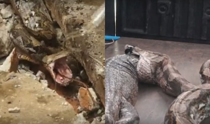 Horrific Video Captured of 14-foot-long Python Regurgitating Monitor ...