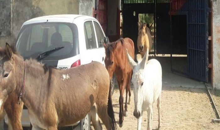 Uttar Pradesh: Jailor Locks Donkeys in Prison Premises For 3 Days For ...