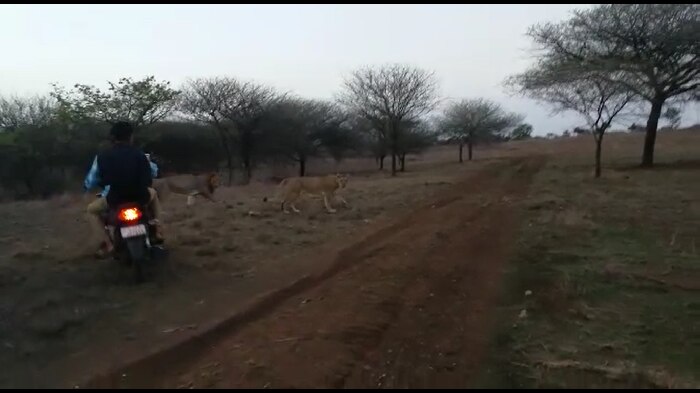 Gujarat: Men on Bikes Chase Lions in Gir, Bully Them; Forest Department ...