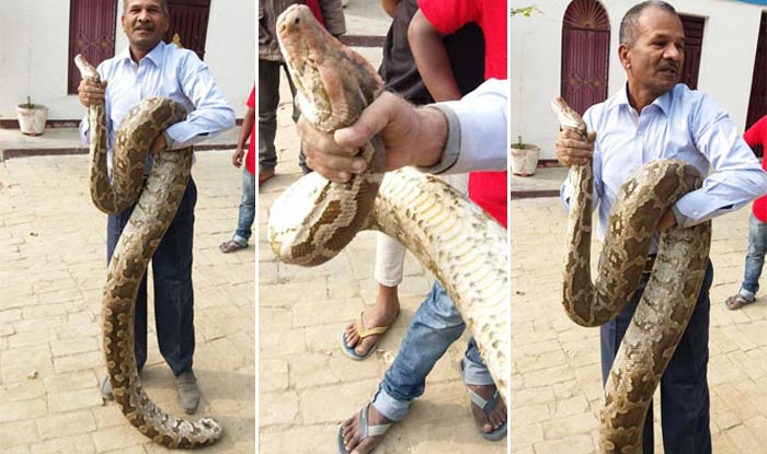 12-Foot-Long Python Captured in Allahabad College Campus by Botany ...