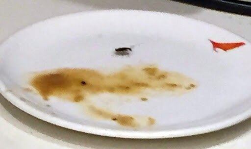 Woes For Air India Continues, Cockroach Found in Food Served at Airline ...