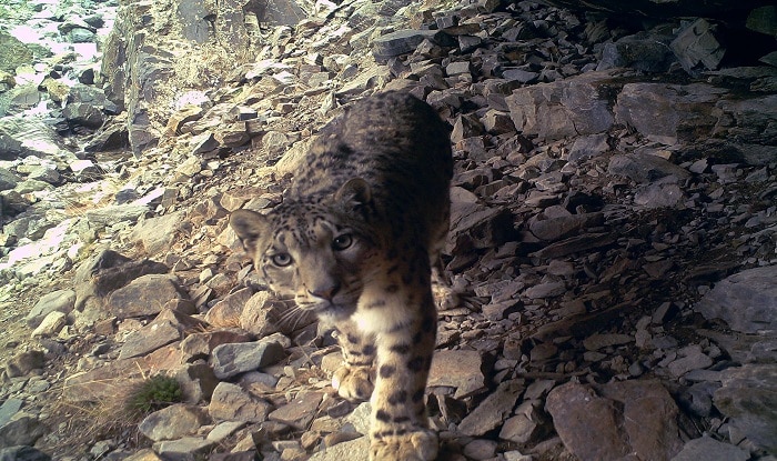 A leopard enters a play school in Andheri's Sher-E-Punjab area | मुंबई ...