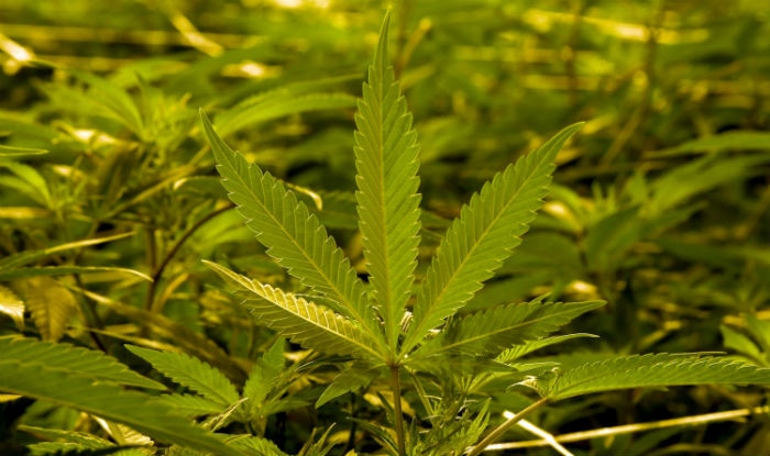 New Zealand to Hold Referendum on Recreational Marijuana Use | India.com