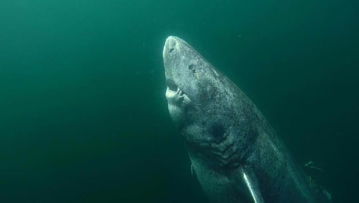 Not 512, But 392 Year-Old Shark Found in Arctic: Hailed as Oldest ...