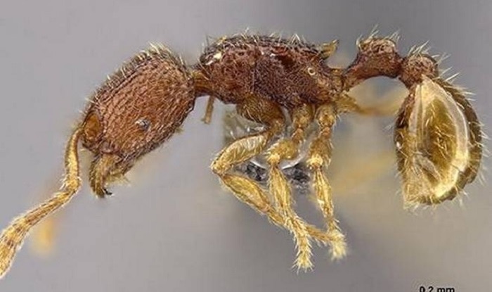 Scientists Discover Two New Species of Endemic Ants in Andaman Islands ...