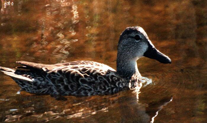 Milkshake Duck Chosen As Word Of The Year By Australian Dictionary ...
