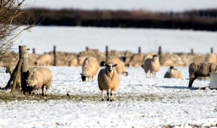 This Sheep is Addicted to Cigarettes And Eats Tobacco | India.com