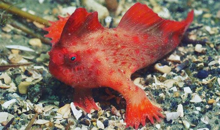 Check Out Extremely Rare Red Handfish Found Off Tasmanian Coast