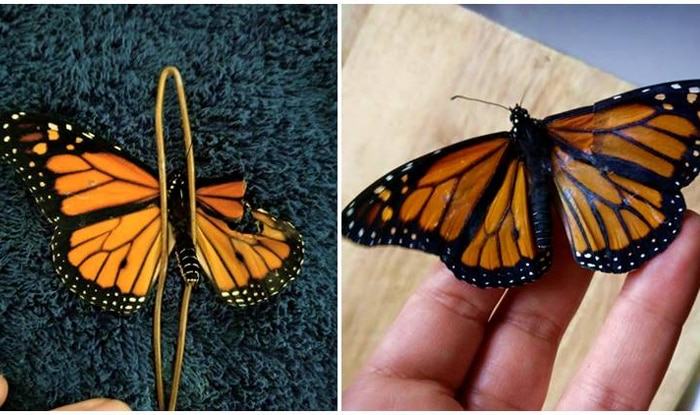 Costume Designer Repaired the Broken Wings of a Butterfly, Viral Videos ...