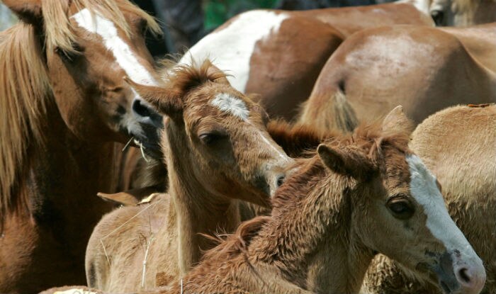 Heartbreaking Picture of Ponies Grieving The Death of Their Friend Goes ...