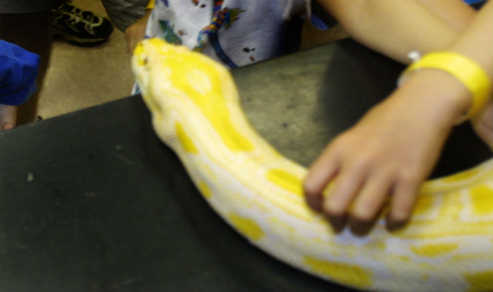 Snake Lover Killed by His 8ft Long ‘Baby’ Pet Python | India.com