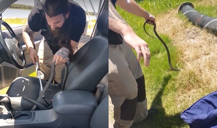 Australian Man Finds Snake Slithering Over His Arm While Driving, Viral ...