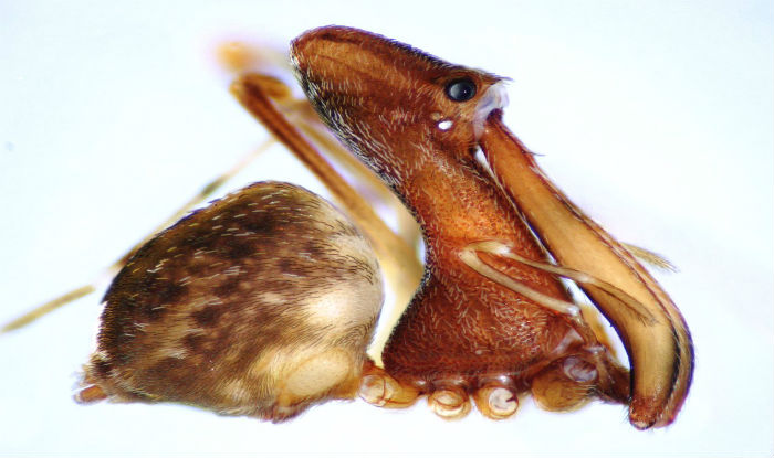 Scientists Discover 18 New Pelican ‘Assassin’ Spider Species in ...