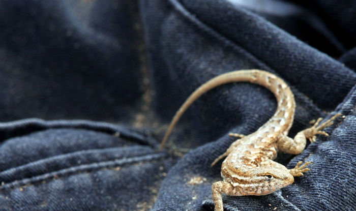 US Woman Almost Ate a 3-inch Dead Lizard in Lettuce Bought From Grocery ...