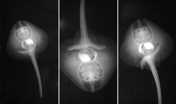 First Fish That Evolved the Ability to Walk Never Ventured out of the ...