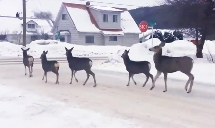 Viral Video Shows Deer Obeying Stop Sign in the Most Canadian Way ...