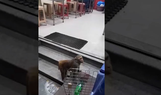 Monkey Drinks Alcohol and Creates Ruckus in Bengaluru Bar (Video ...