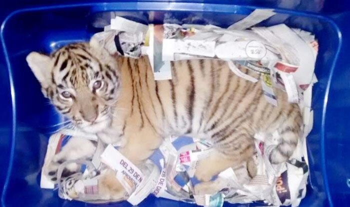 Shocking: Royal Bengal Tiger Cub Found Stuffed Inside a Plastic ...