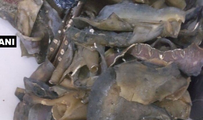 Lucknow UP STF recovered 27 kg of dried Turtle Calipee, one person ...