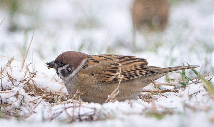 World Sparrow Day: Bengaluru’s Sparrow Man Edwin Joseph is Doing His ...