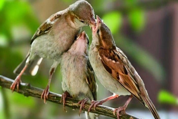World Sparrow Day: Twitterati Wish Everyone, Spreads Awareness to ...