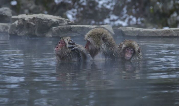 Not Only Humans, Snow Monkeys Also Use Hot Bath Therapy to Reduce ...