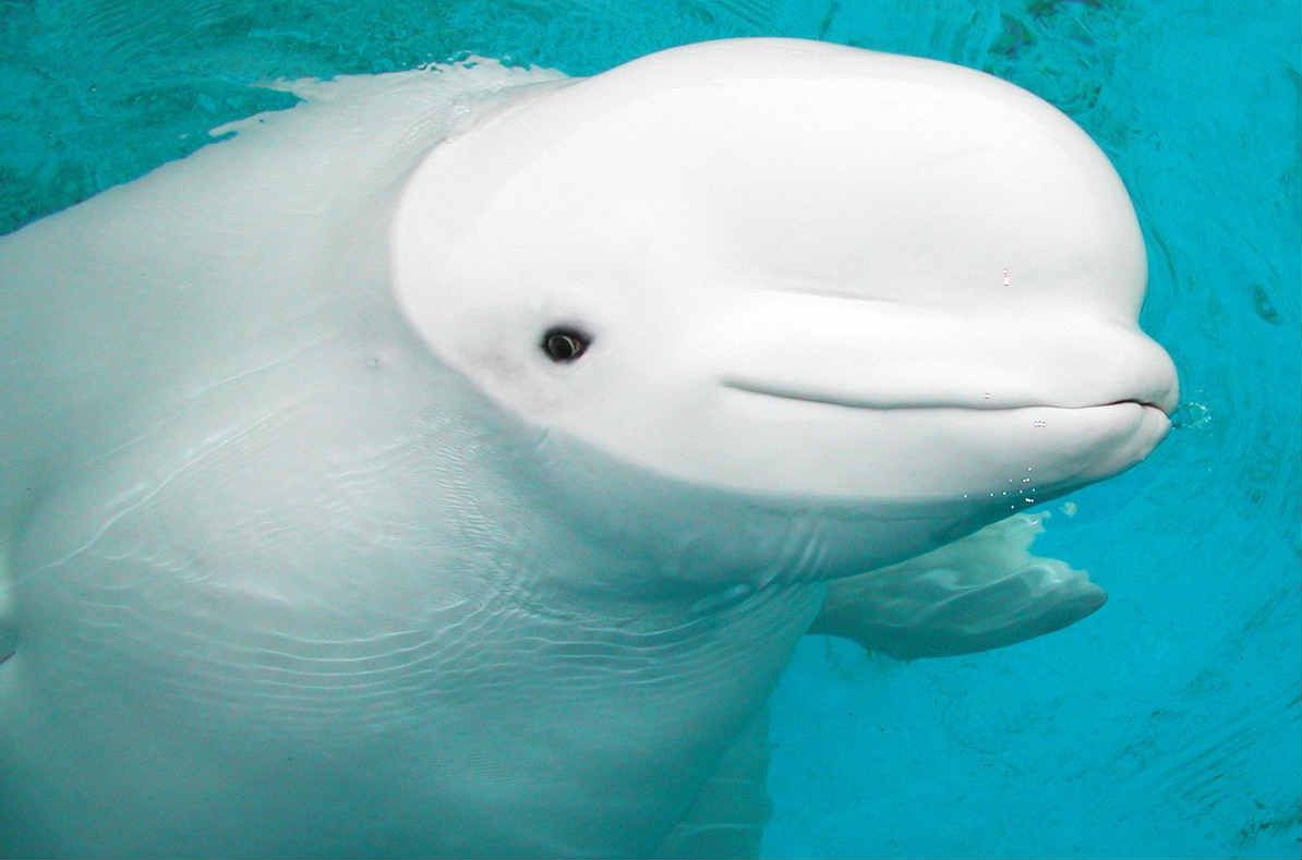 Viral Video Shows Trainer Applying Red Lipstick on Beluga Whale; Sparks ...