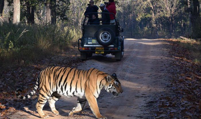 Experience The Best of Wildlife With These Summer Safari’s in India ...