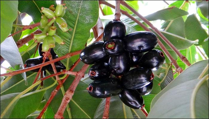 Why Jamuns Are Good For You | India.com