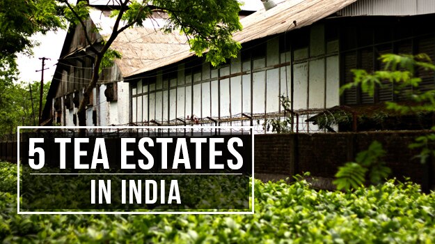 International Tea Day 2015: 5 tea estates in India where you can wake ...