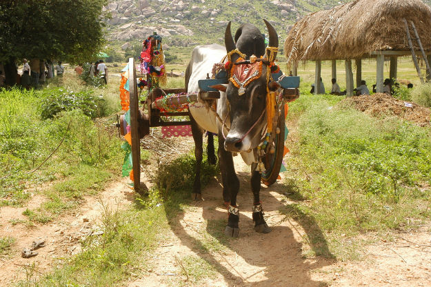Bail Pola 2017 in India: Farmers Celebrate Nandi Worship Festival in ...