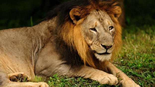 Ahmedabad to Gir Forest: How to reach Gir Forest from Ahmedabad by road ...