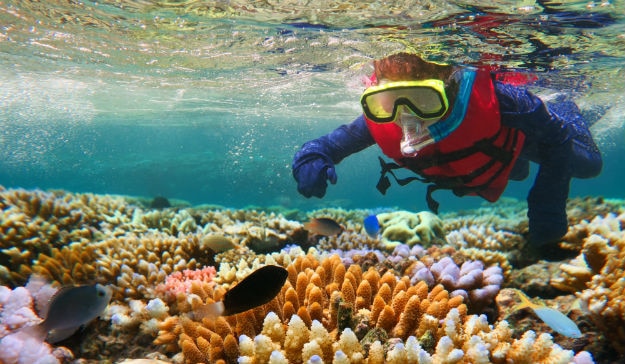 Australia Pledges Over 500 Million Dollars to Help Save The Great ... Australia Pledges Over 500 Million Dollars to Help Save The Great ...