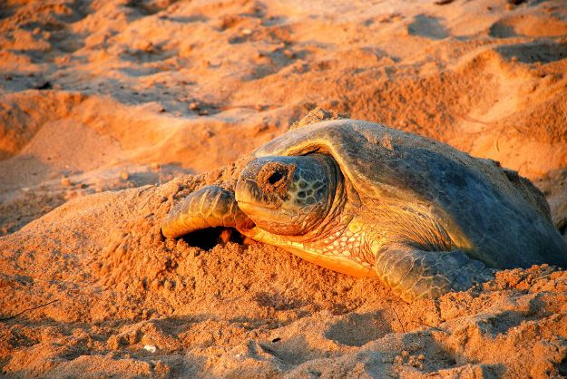 Turtle Season Begins in Oman: Best Time and Place To Witness The ...