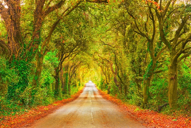 Most amazing tree tunnels of the world. VIEW PICS. | India.com