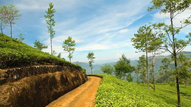 Kolkata to Mirik: How to reach Mirik from Kolkata by road | India.com