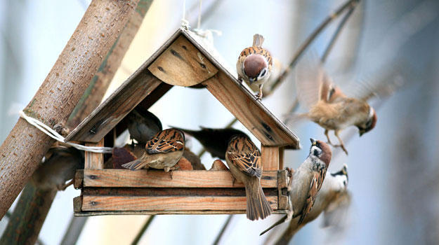 World Sparrow Day Special: 5 types of sparrows and where to find them ...