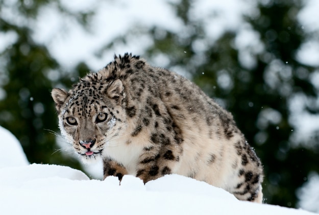 A group of skiers spotted a snow leopard in Gulmarg and what happened ...