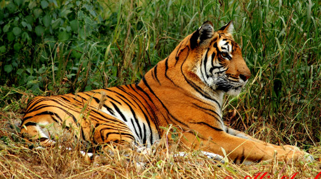 Project Tiger: Everything You Need to Know About This Initiative