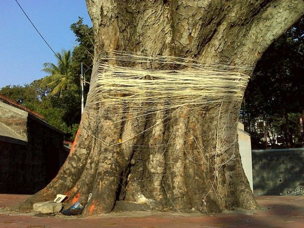 Vat Purnima 2016: History and significance of Vat Purnima | India.com