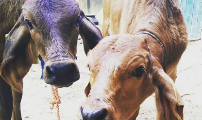 Uttar Pradesh Government to Introduce Cow Welfare Cess of 0.5 Per Cent ...