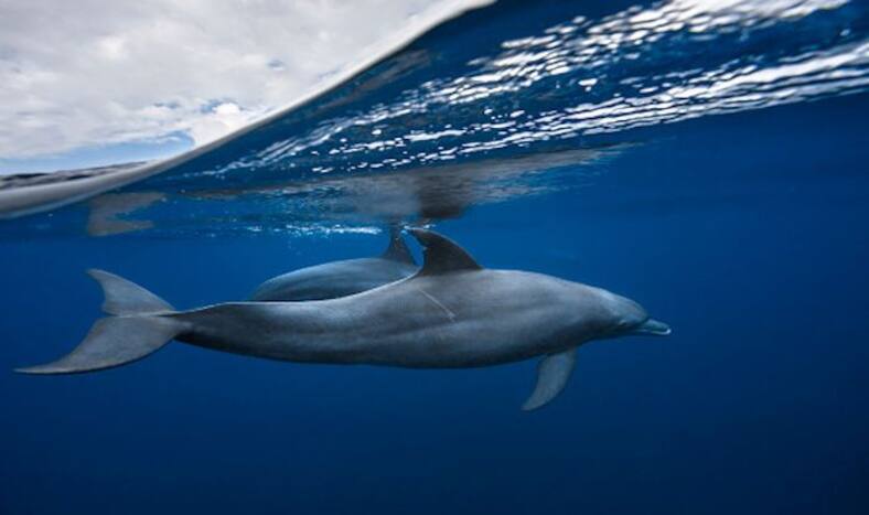 A Research Centre in Patna to Save India’s National Aquatic Animal is ...