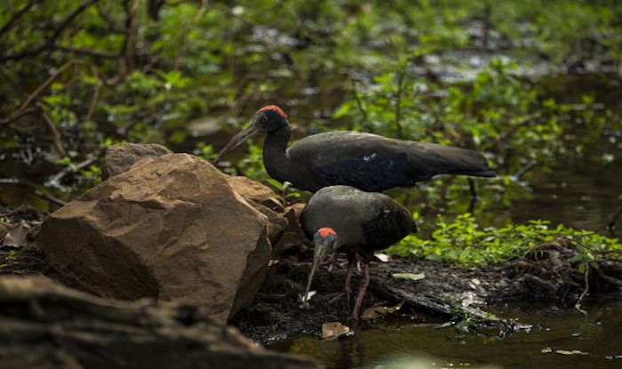 This Tiger Reserve Near Nagpur is The Best For Wildlife Spotting All ...