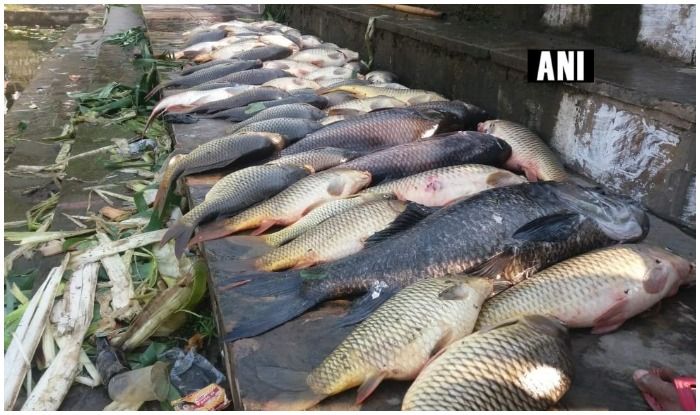 आंध्र, बंगाल की मछली नहीं खा पाएंगे बिहार के लोग, बेचने पर हो सकता है ...