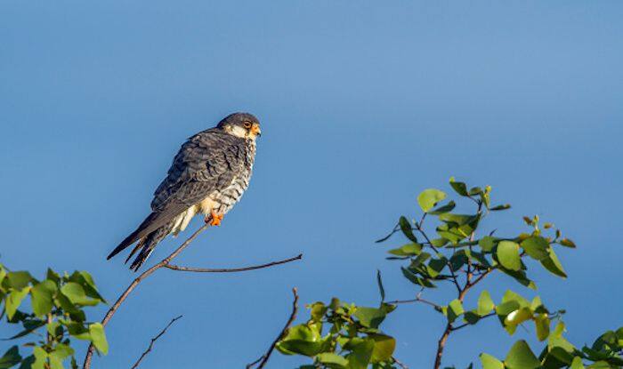 Why India's Nagaland is Known as The Falcon Capital of World - Best ...